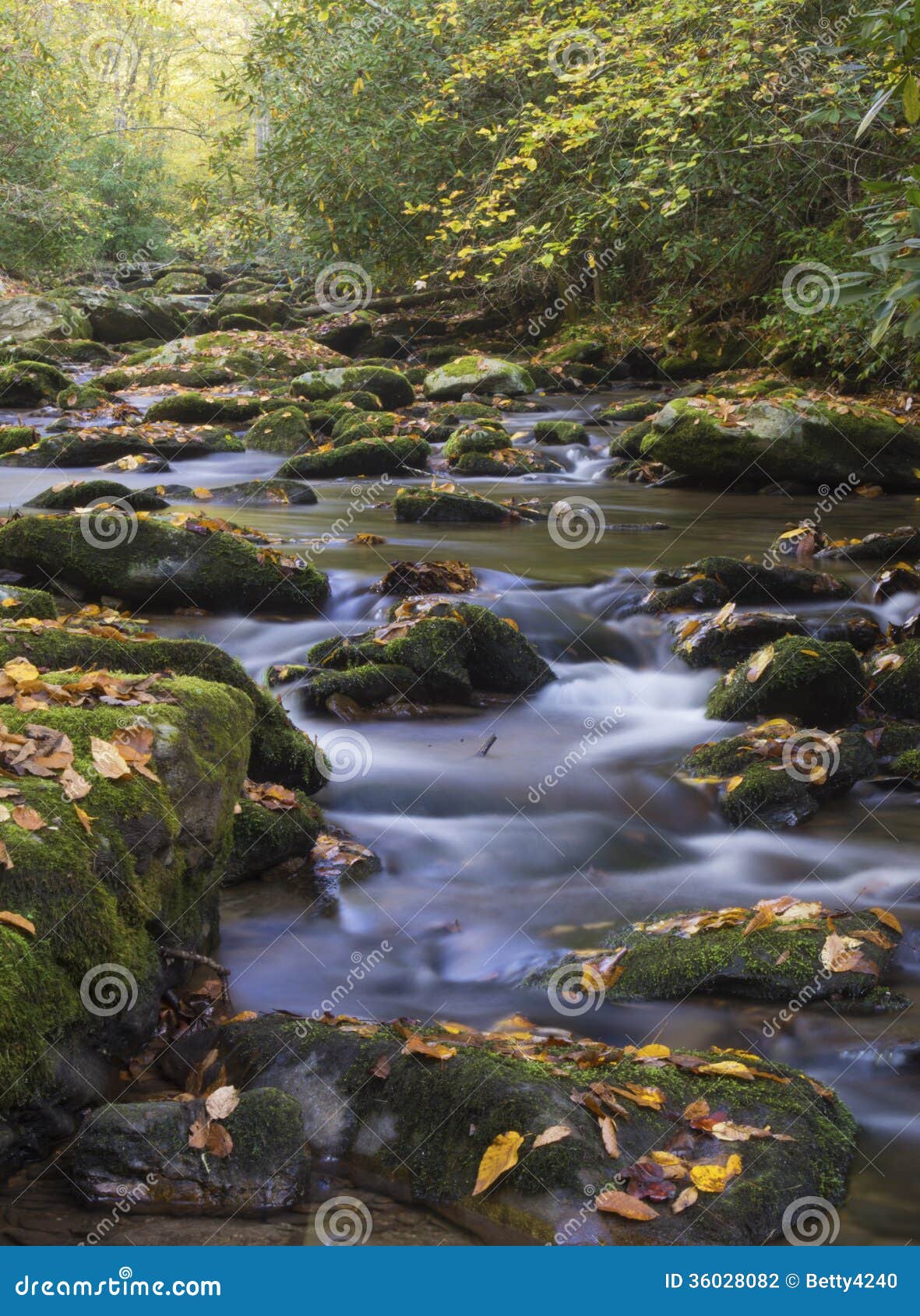 A Small White Water Stream with Fall Leaves. Stock Photo - Image of ...