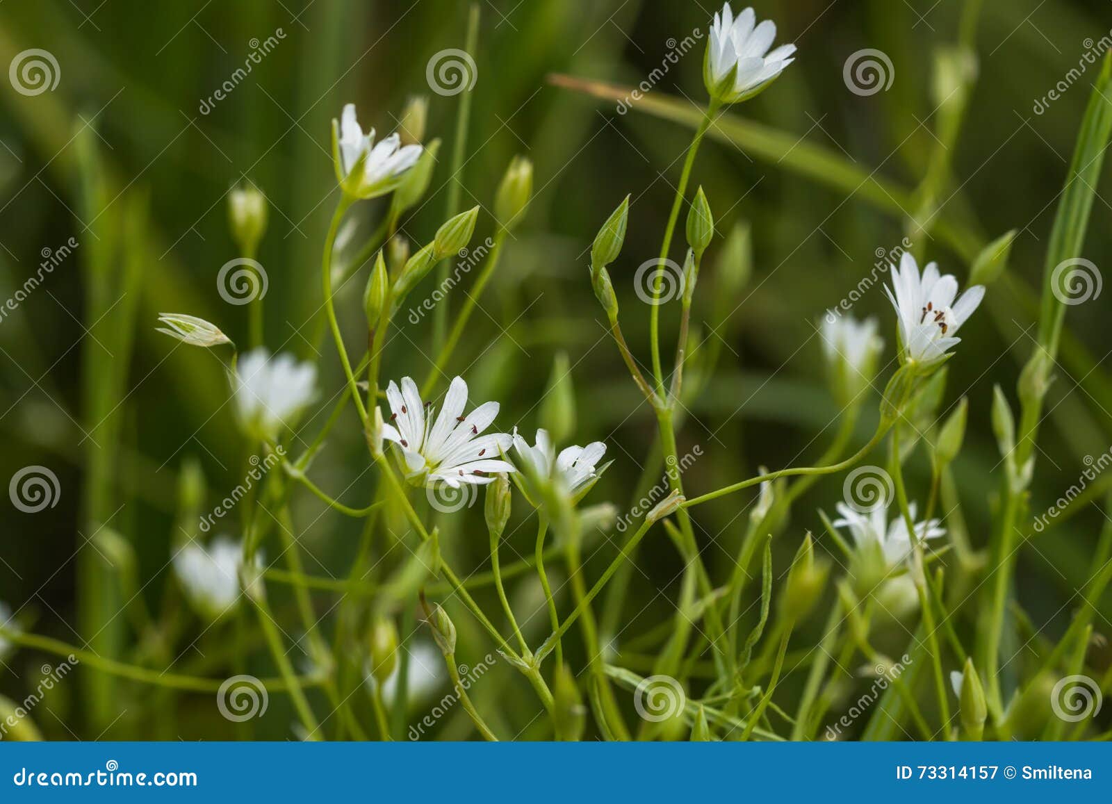 Small white wildflowers stock image. Image of close, environmental ...
