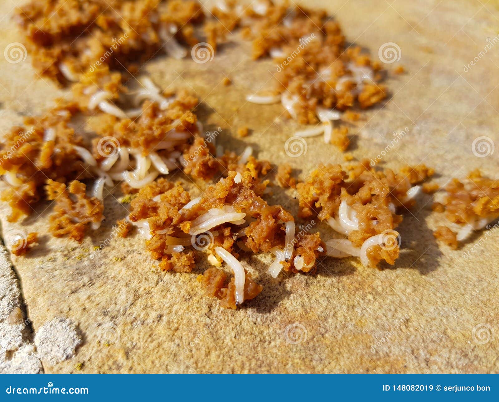 Small White Worms Eating Brown Matter in Decomposition Stock Image ...