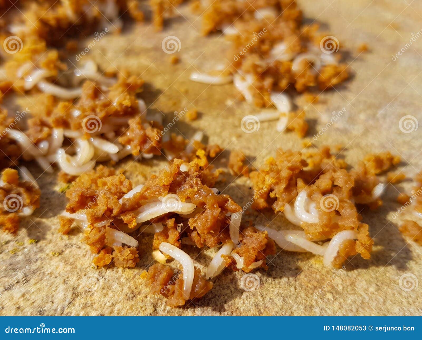 Small White Worms Eating Brown Matter in Decomposition Stock Image ...