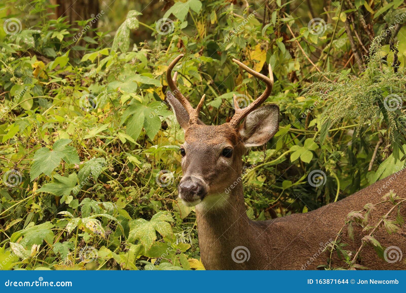 A Small Whitetail Buck in the Woods. Stock Photo - Image of park, woods ...