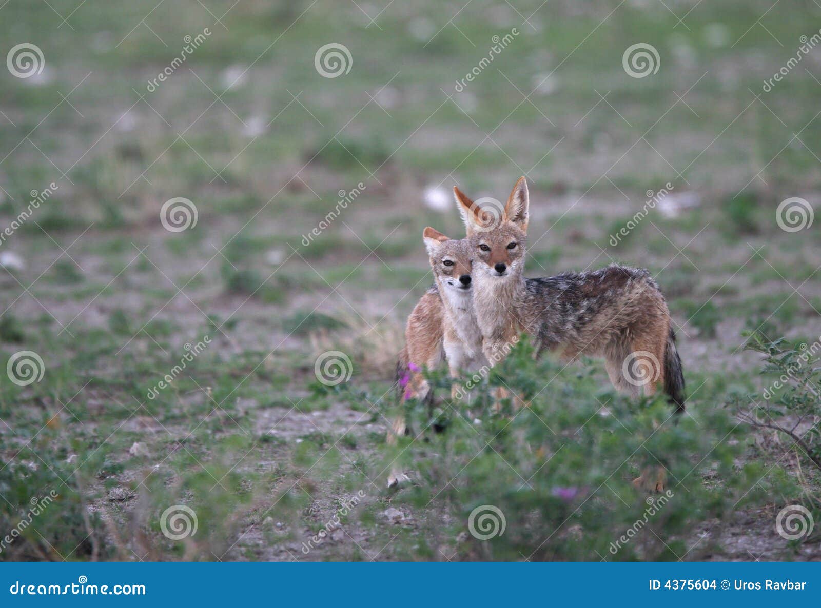 Small wild animals stock photo. Image of animal, curious - 4375604