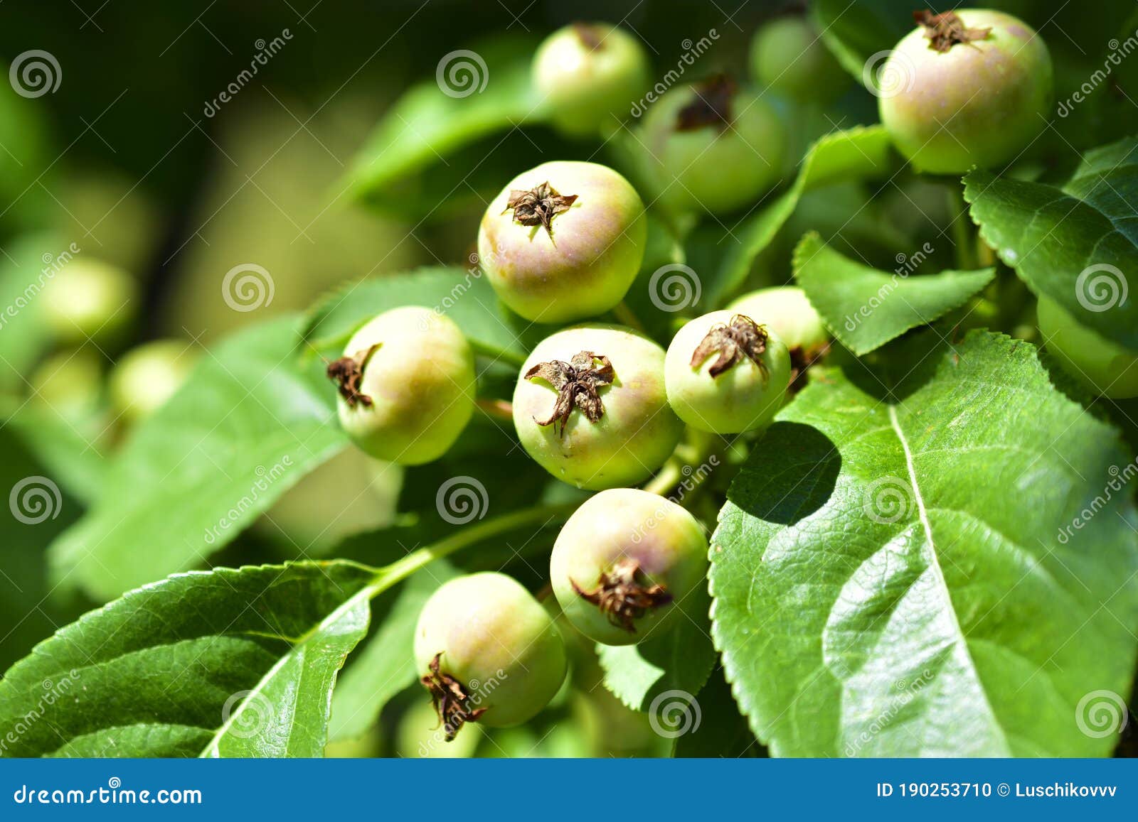 Small Wild Apple Fruit on a Bush in the Green Stock Photo - Image of ...