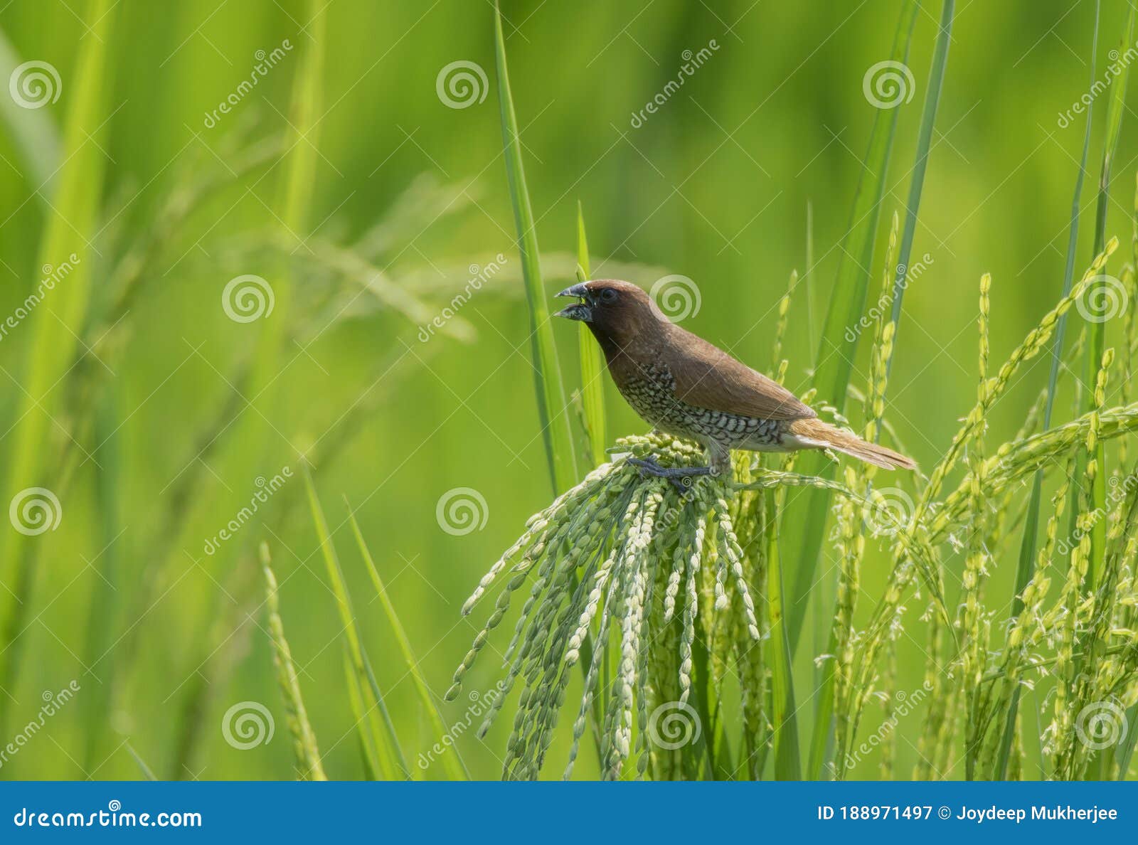 Paddy Tree Farming In India Or Out Door Paddy Farming Stock Photo ...