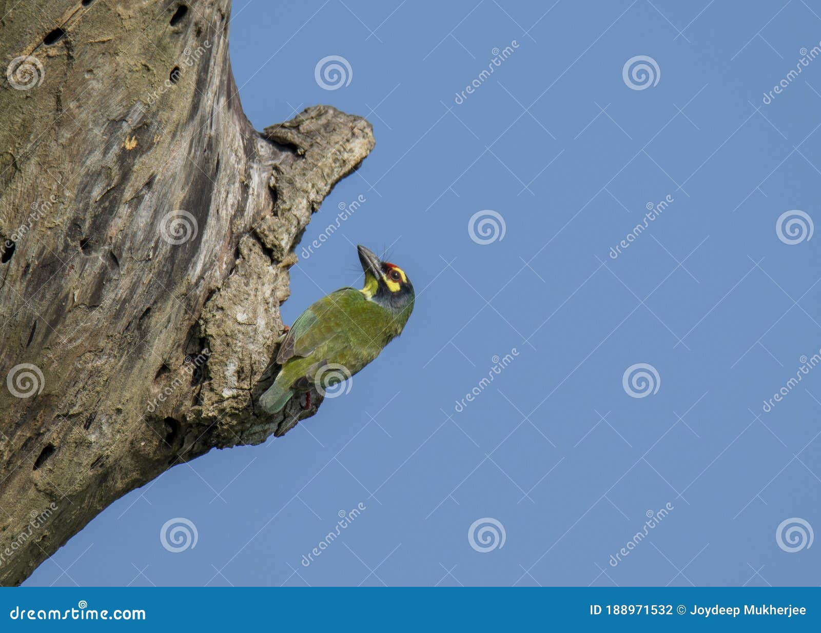 A Small Wild Bird on the Tree for Nesting . Stock Photo - Image of ...