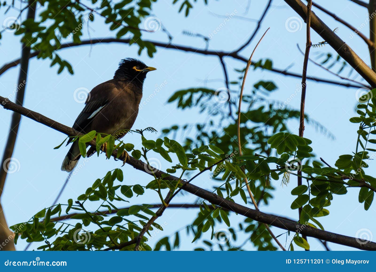 Small Wild Bird on Tree Branch with Green Leaves. Stock Image - Image ...