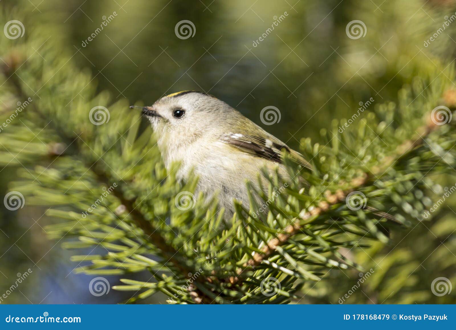 Small Wild Bird among the V-shaped Branch Stock Image - Image of ...