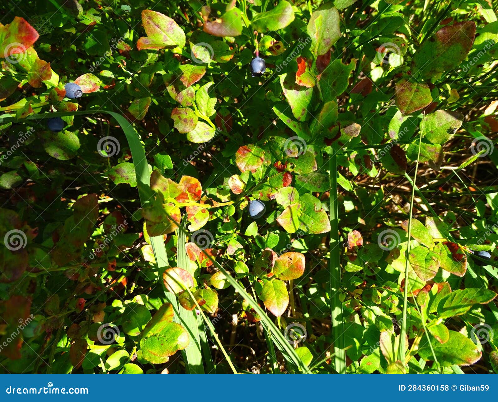 Small wild blueberry berry stock photo. Image of jungle - 284360158