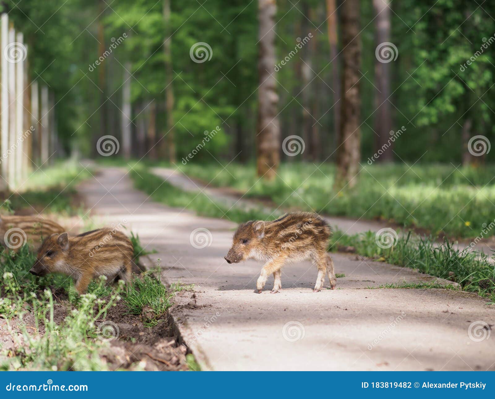 A Small Wild Boar Escaped To Freedom for the Territory of the Aviary ...