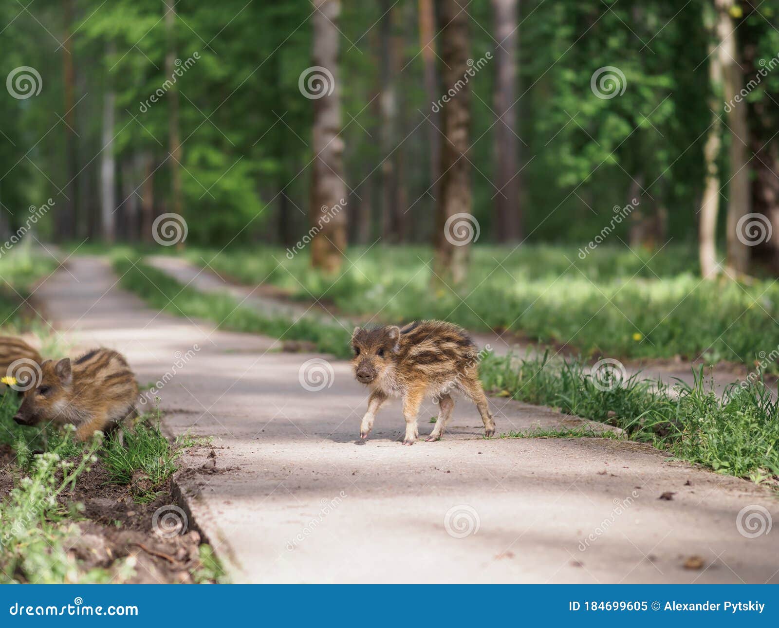 A Small Wild Boar Escaped To Freedom for the Territory of the Aviary ...
