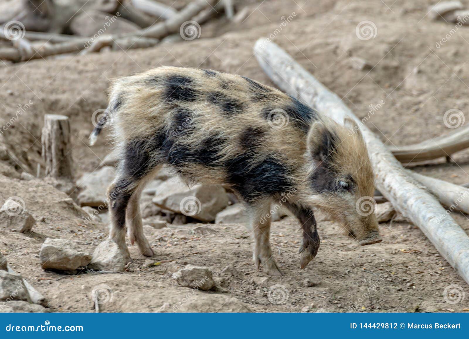 Small Wild Boar Piglet Looking for His Mother Stock Photo - Image of ...