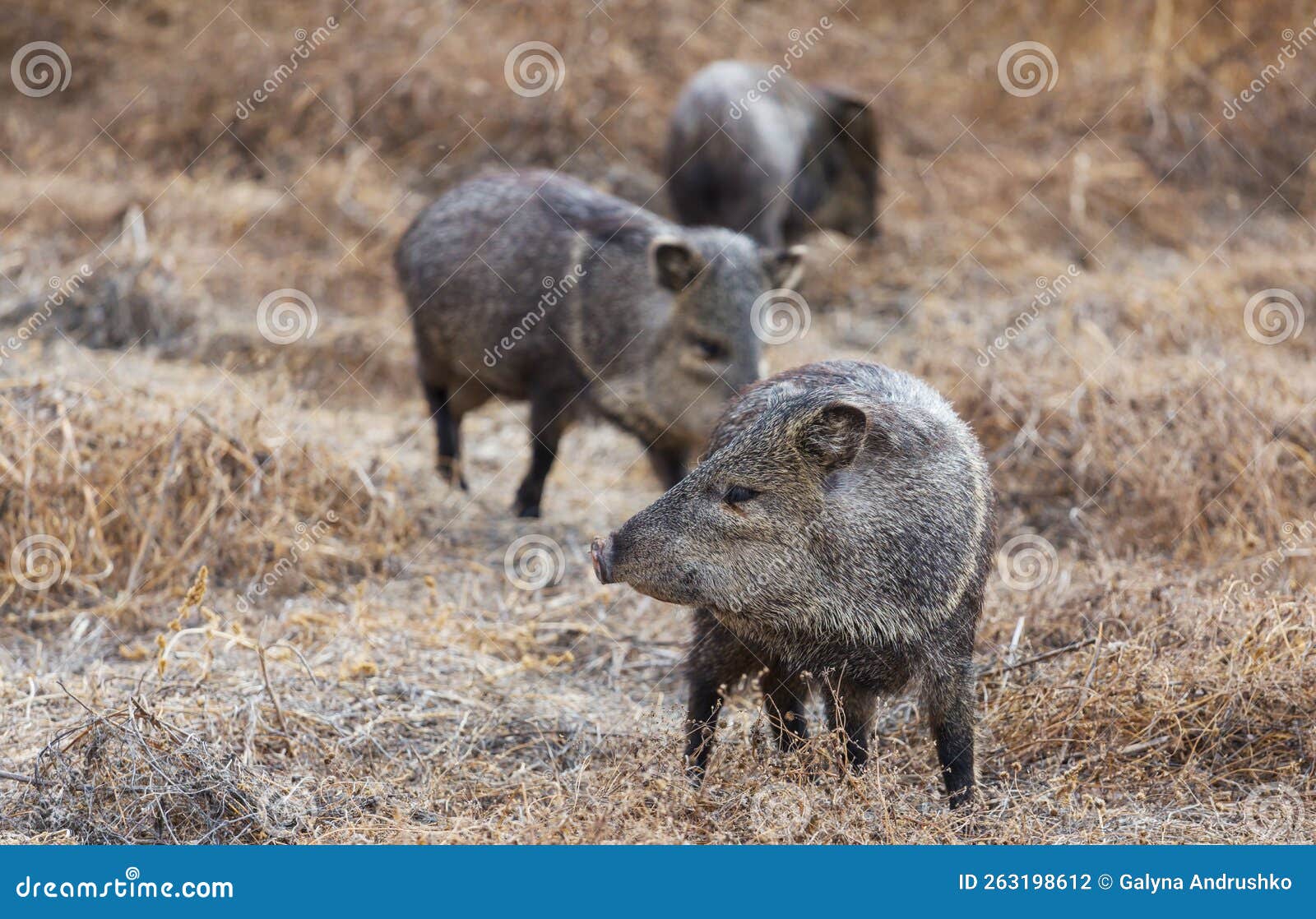 Wild boar stock photo. Image of bristles, nature, head - 263198612