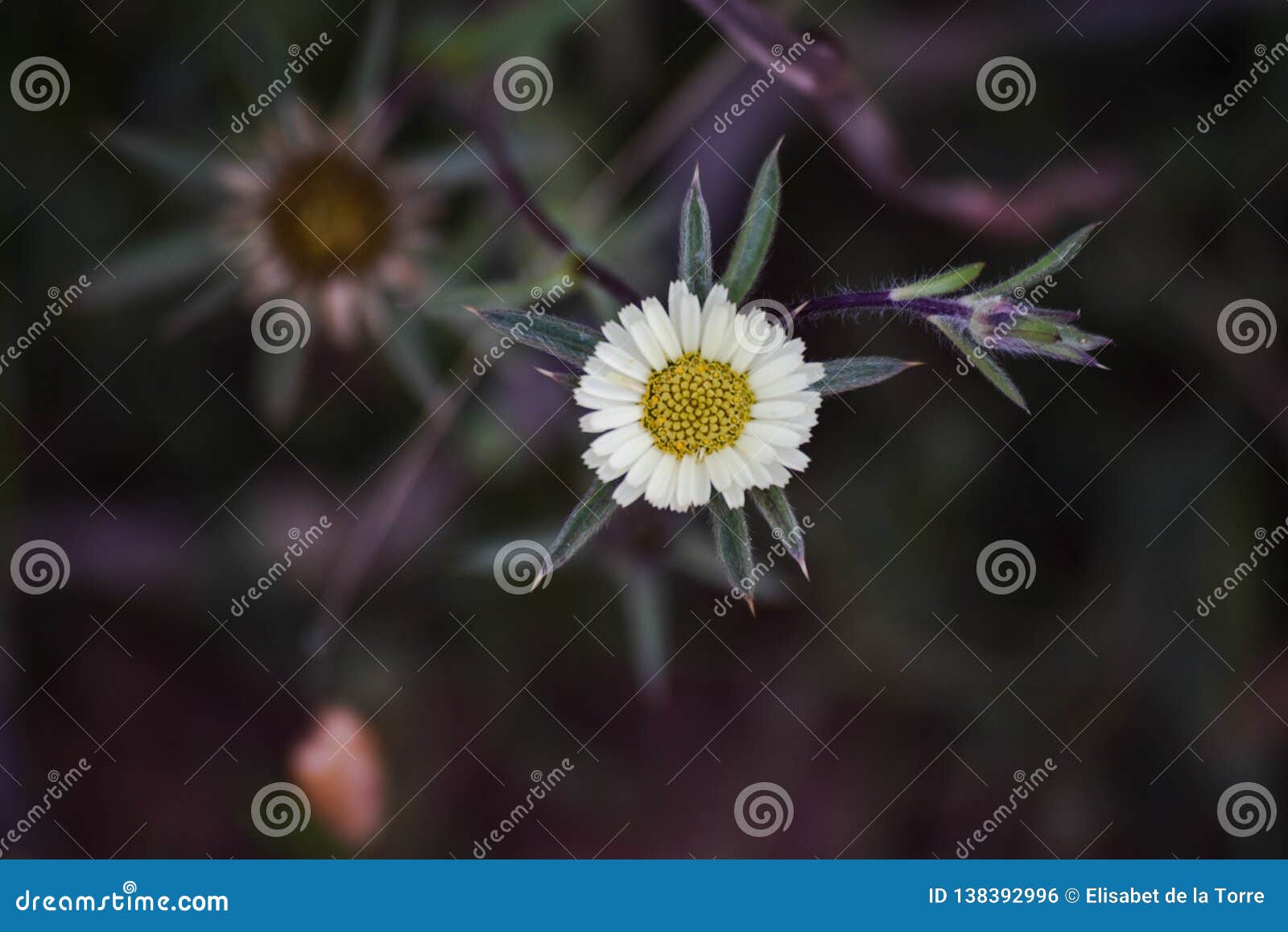 Flower stock photo. Image of flower, middle, path, small - 138392996