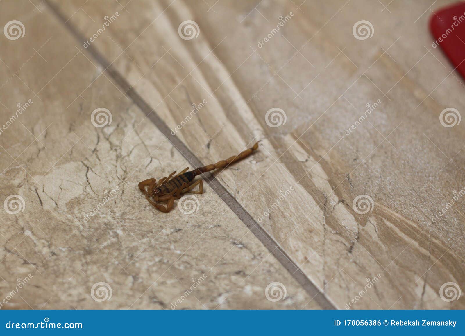 Scorpion small wild 9692 stock photo. Image of desert - 170056386