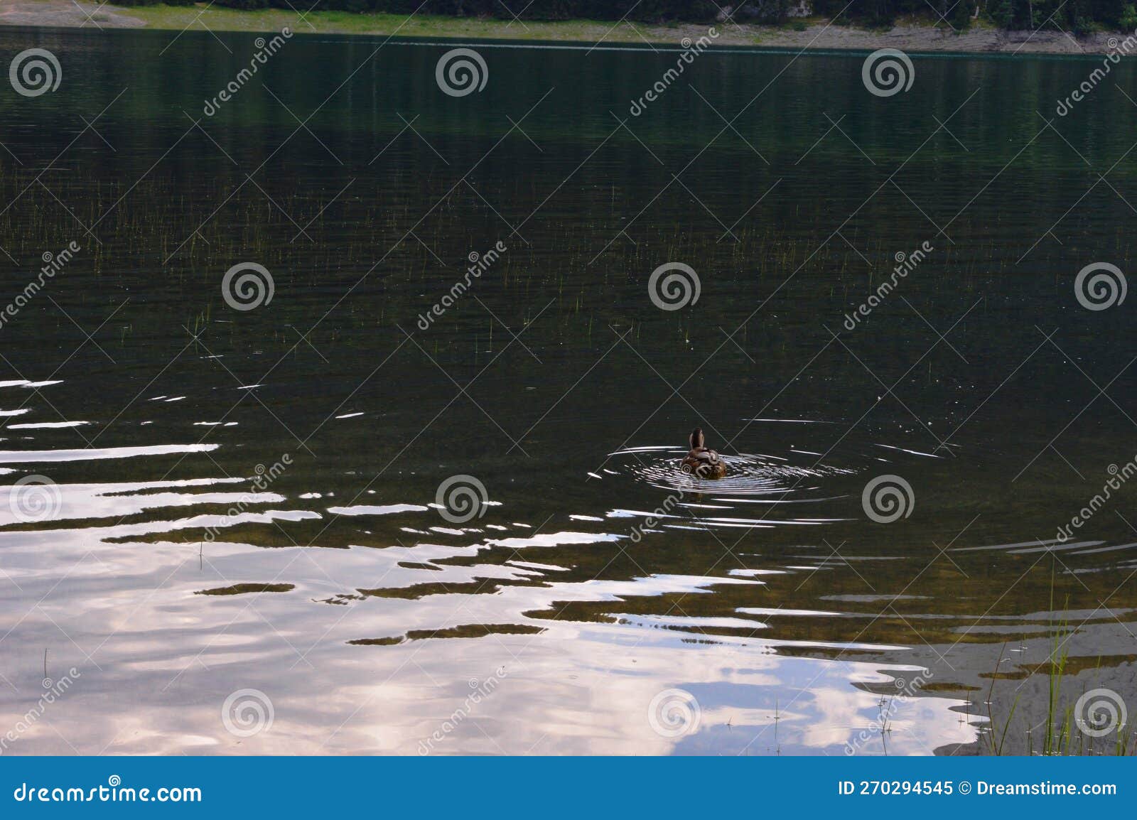 Small Wild Duck Swims in the Lake Stock Image - Image of wildlife, pond ...