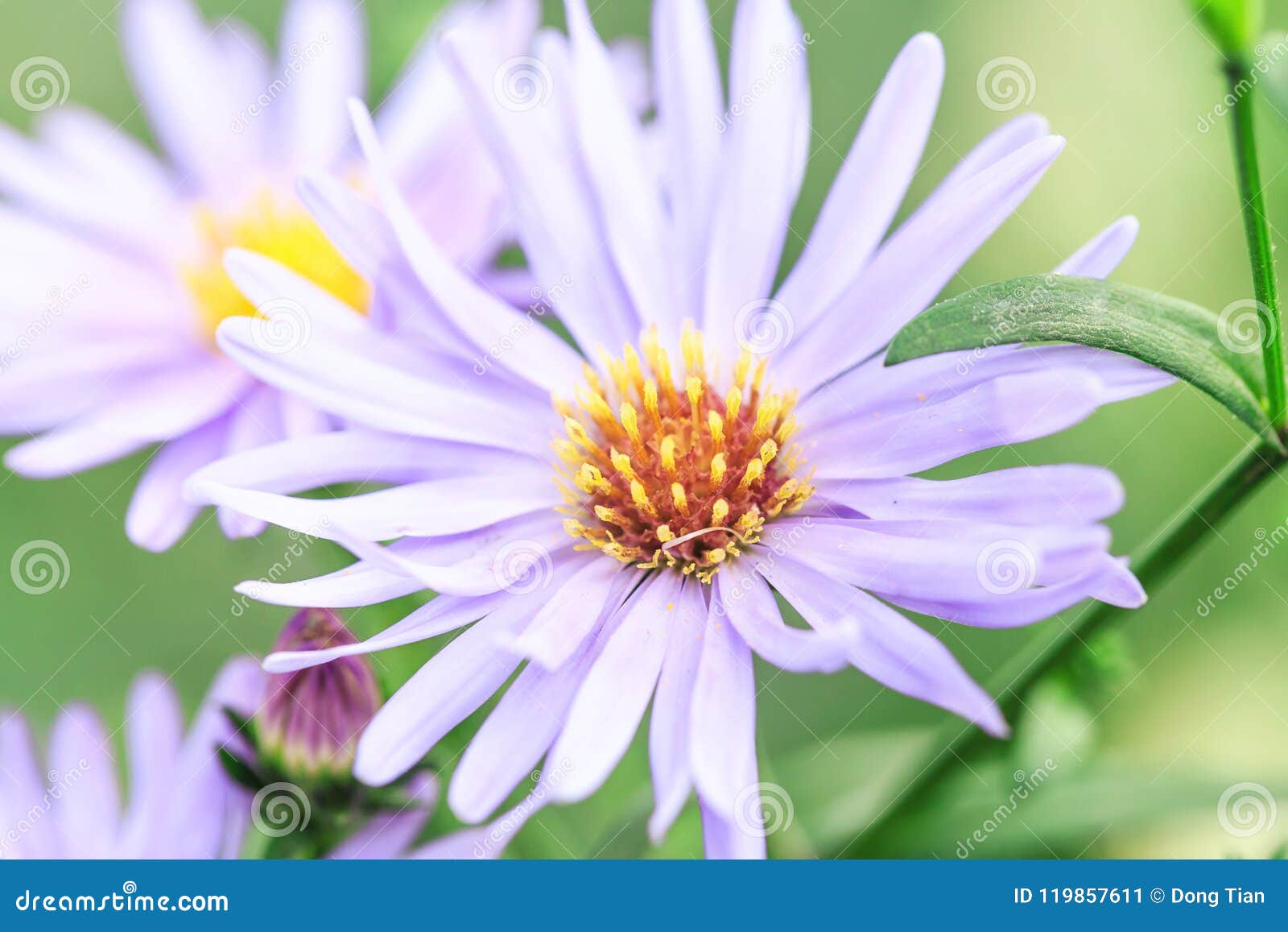 Small Wild Flowers in Full Bloom Stock Image - Image of botanical ...