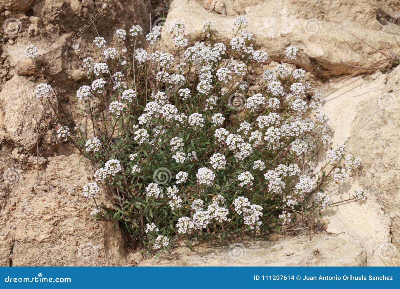 Small Wild Flowers Growing among the Rocks Stock Photo - Image of field ...