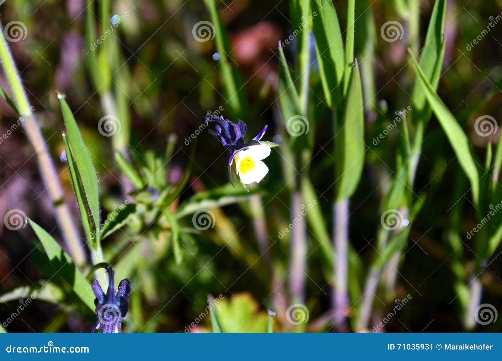 Small Wild Flowers Grown on a Field Stock Image - Image of bright ...