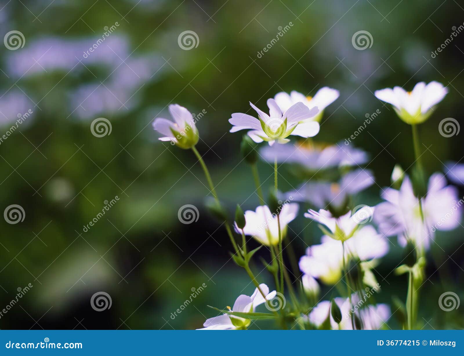 Small wild flowers stock image. Image of blooming, anemones - 36774215