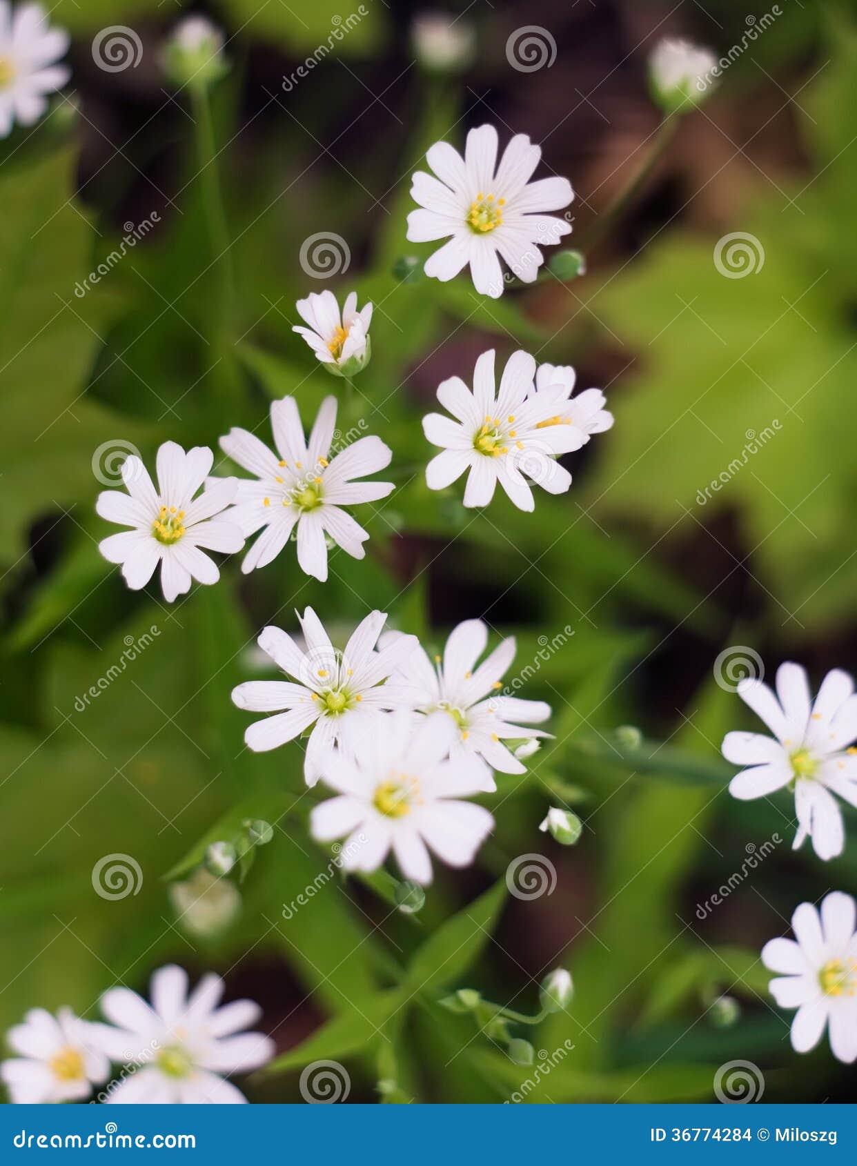 Small wild flowers stock photo. Image of close, small - 36774284