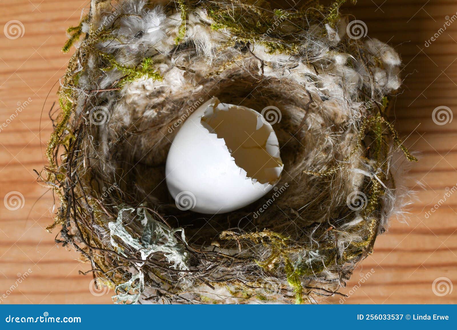 A Small Wild Hatched Egg and Nest Stock Image - Image of bird, spring ...