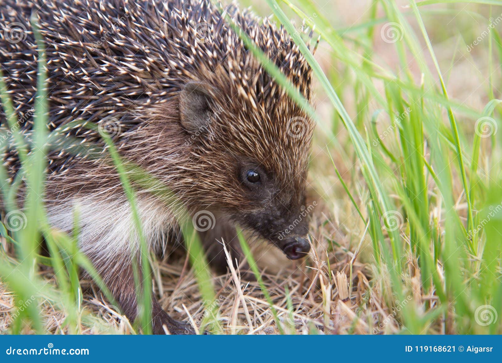 Small wild hedgehog stock image. Image of green, nature - 119168621