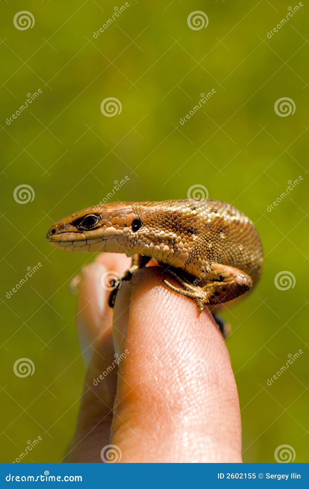 The small wild lizard stock image. Image of thumbs, single - 2602155