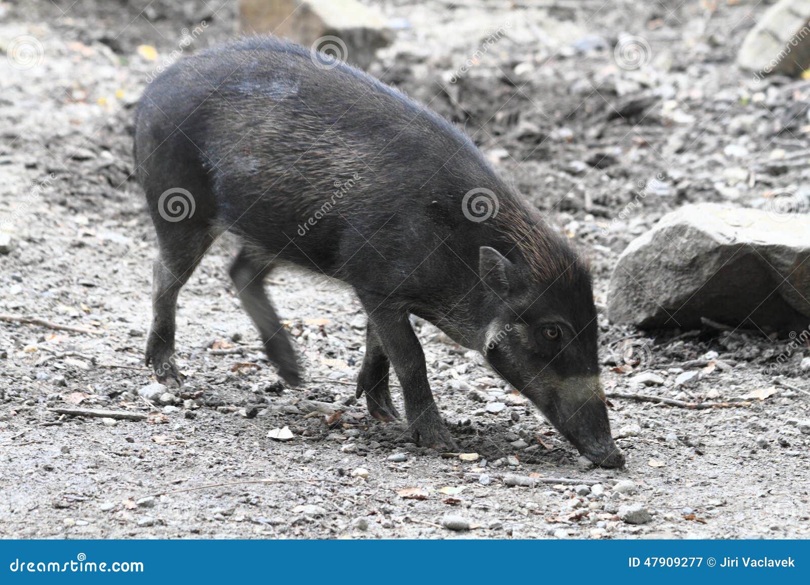 Small wild pig stock image. Image of snout, grass, animal - 47909277