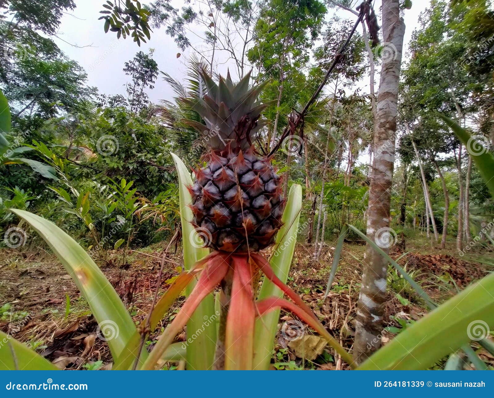 Small wild pineapple stock image. Image of vegetation - 264181339
