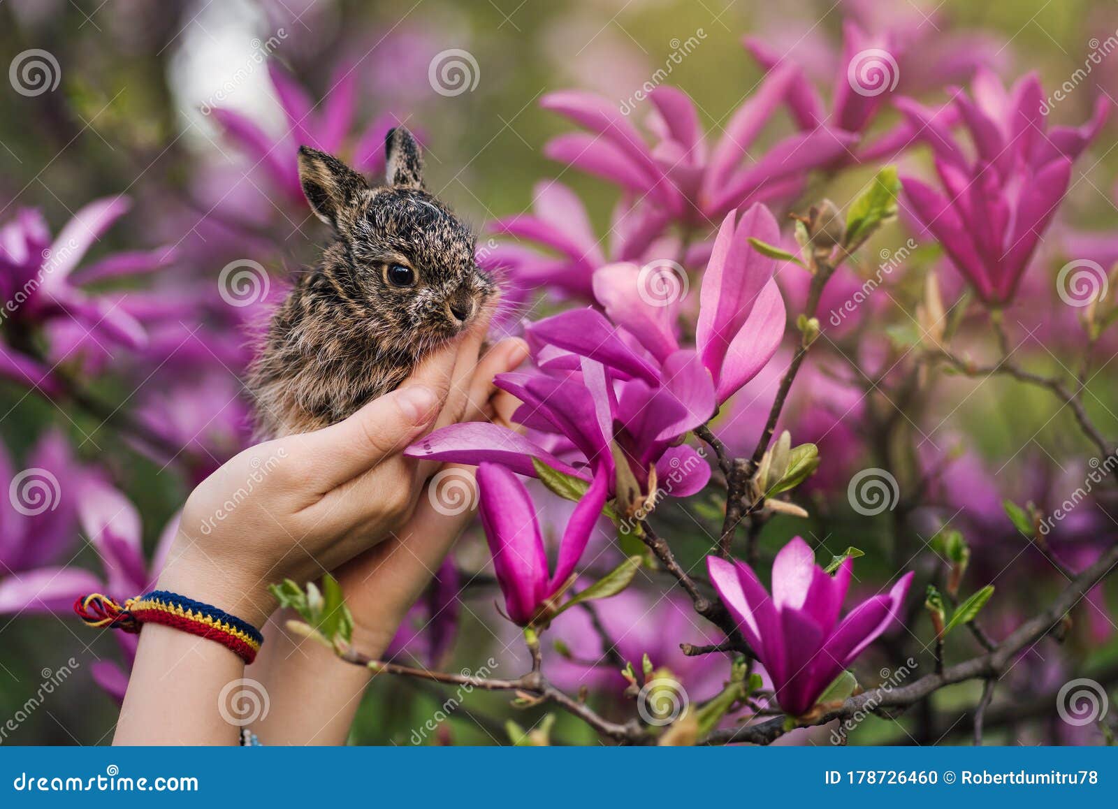 A Small Wild Rabbit is in the Hands of a Beautiful Lady Stock Photo ...