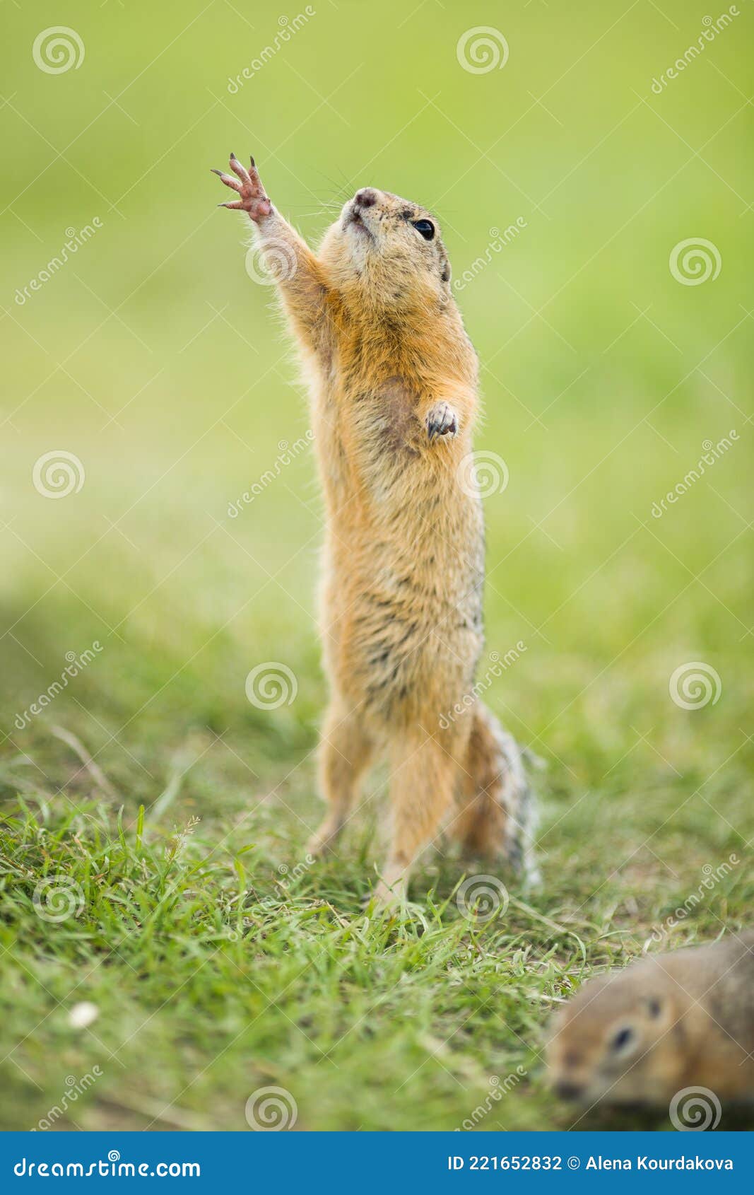 Small Wild Rodent Asks for Food by Stuffing Its Cheeks. Stretches Hand ...