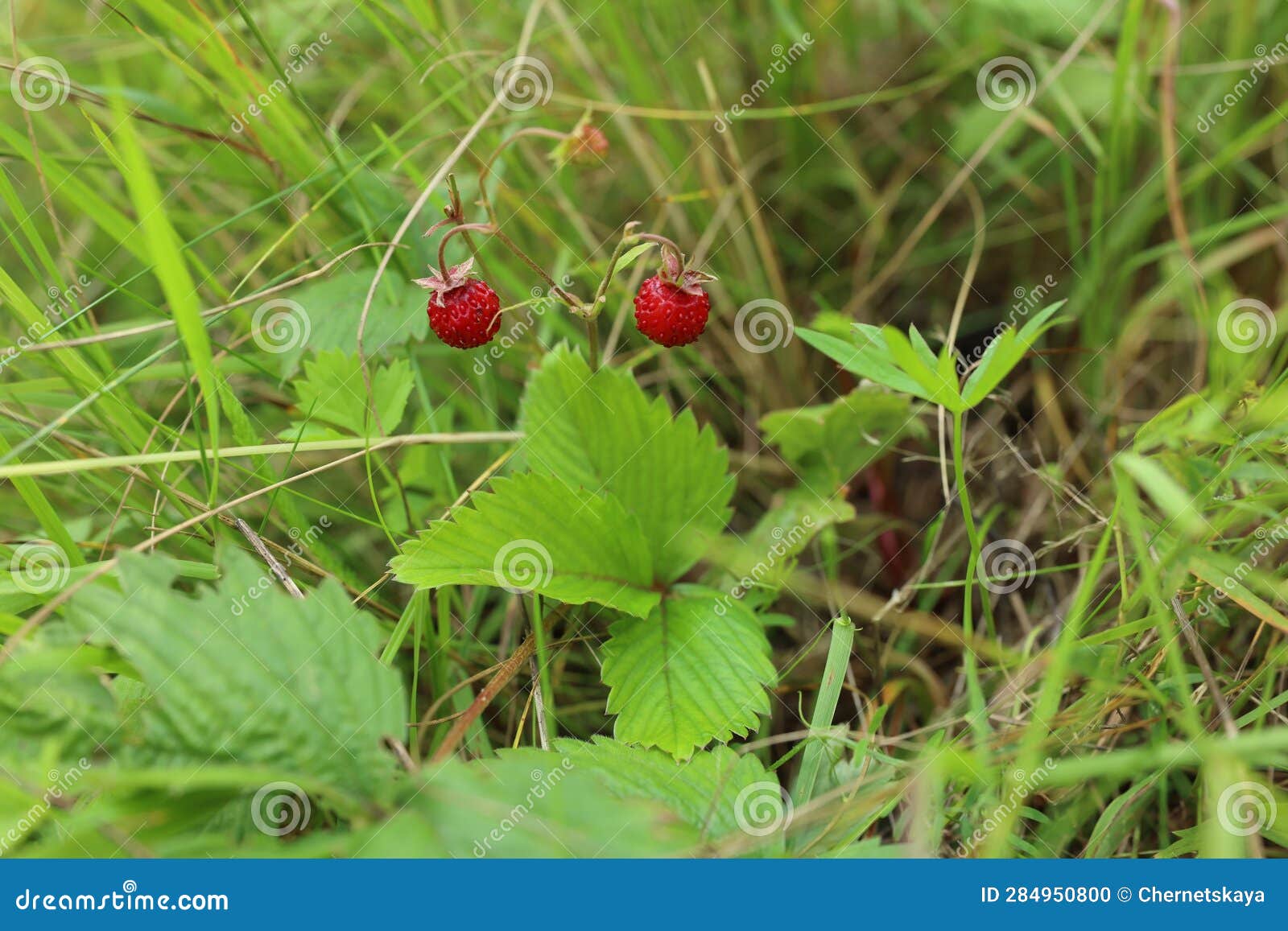Small Wild Strawberries Growing Outdoors on Summer Day Stock Photo ...