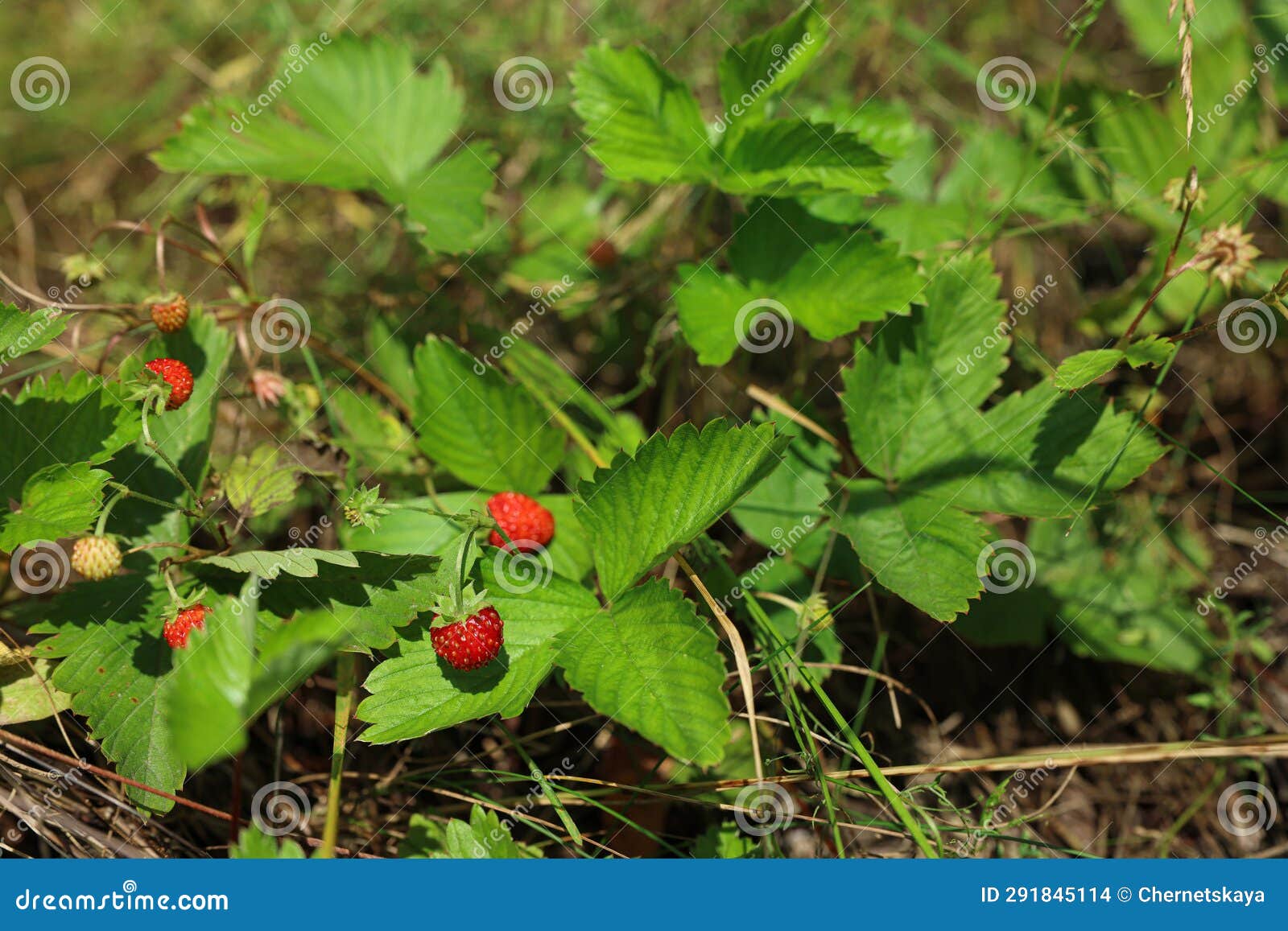 Small Wild Strawberries Growing Outdoors on Sunny Day Stock Photo ...