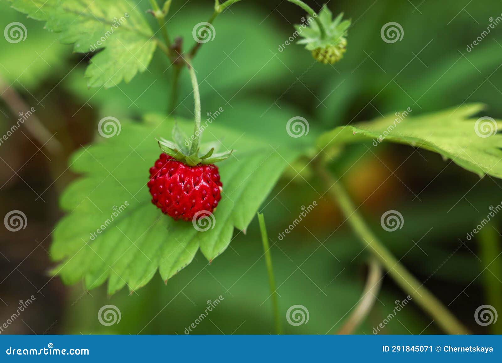 Small Wild Strawberry Growing on Stem Outdoors, Closeup Stock Image ...