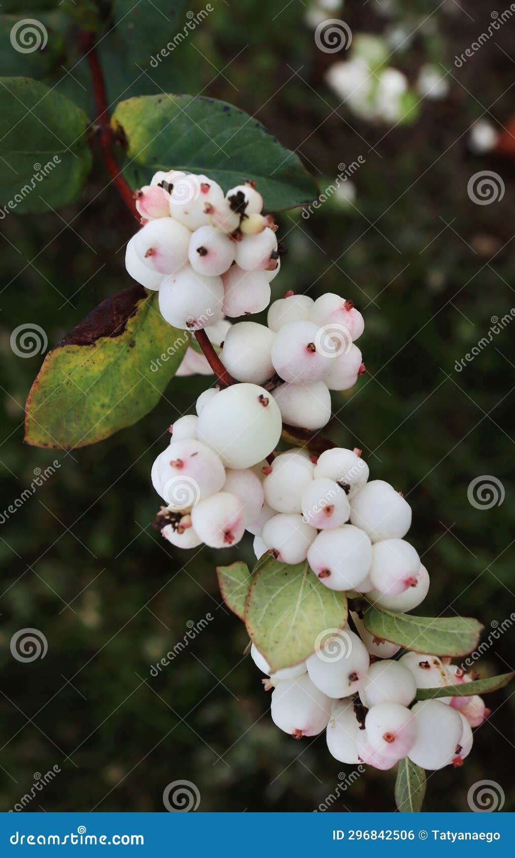 Small wild white berry stock photo. Image of summer - 296842506