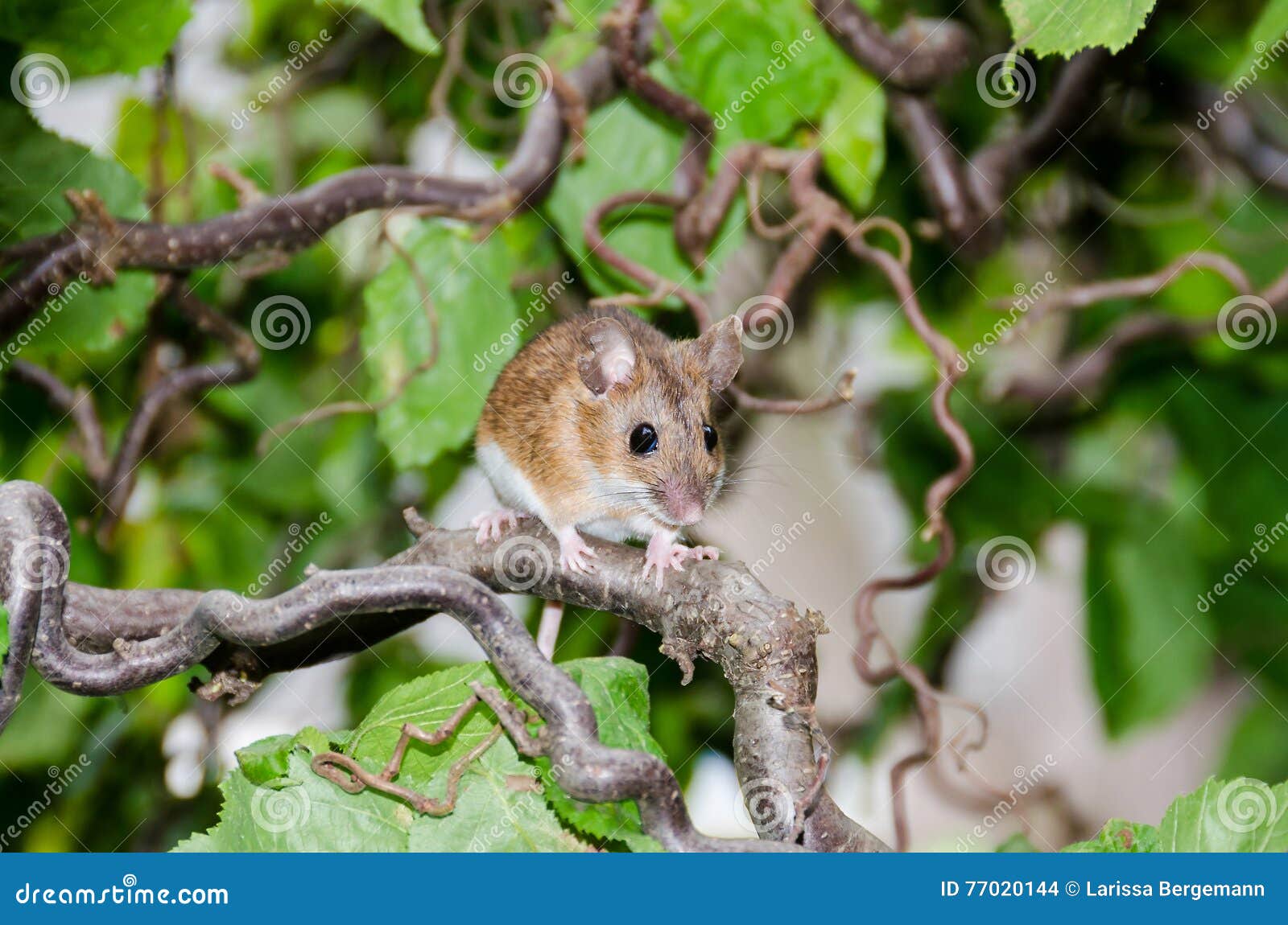 Small Wilde Mouse on a Walnut Tree Stock Photo - Image of tree, mice ...