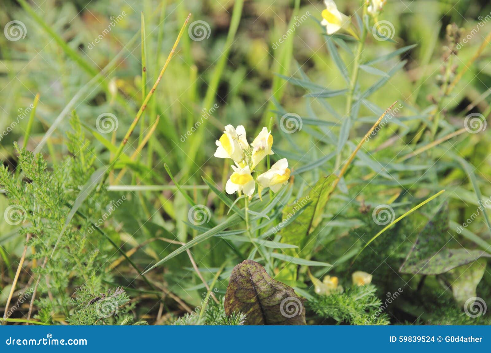 Small wildflower stock photo. Image of garden, nettle - 59839524
