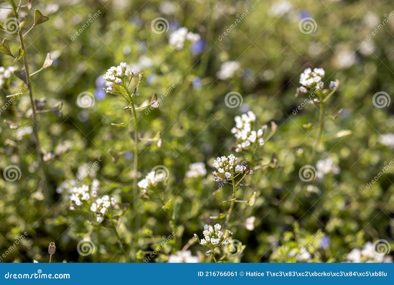 Small Wildflower in White Color Isolated from Background. in Bunches ...