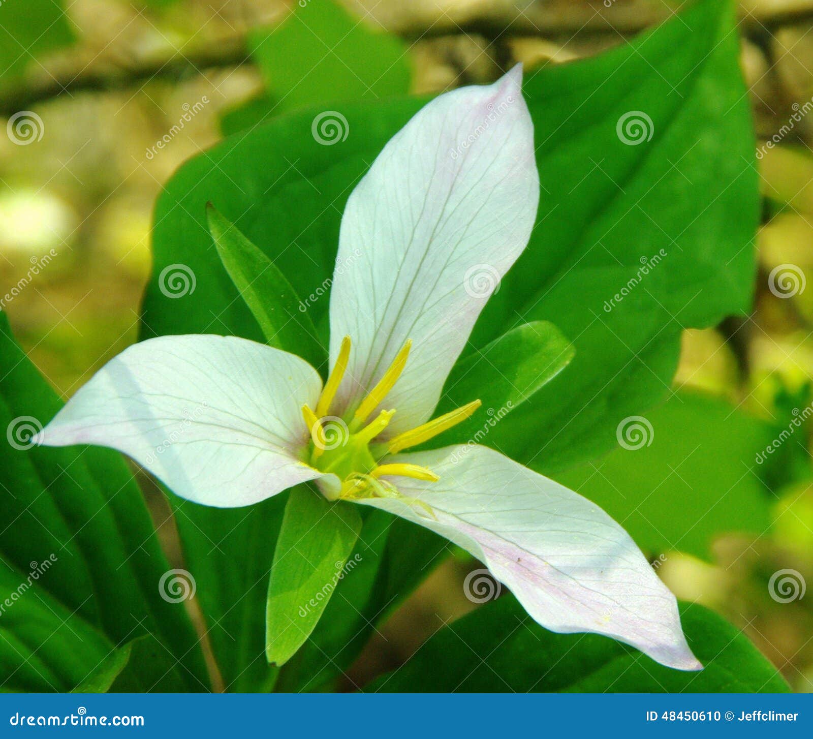 Small wildflower stock photo. Image of plant, botanical - 48450610