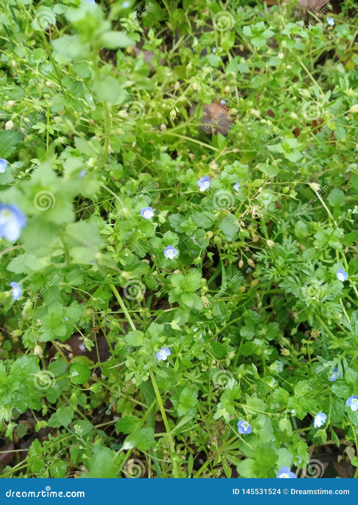 Small wildflowers stock photo. Image of dazzling, small - 145531524