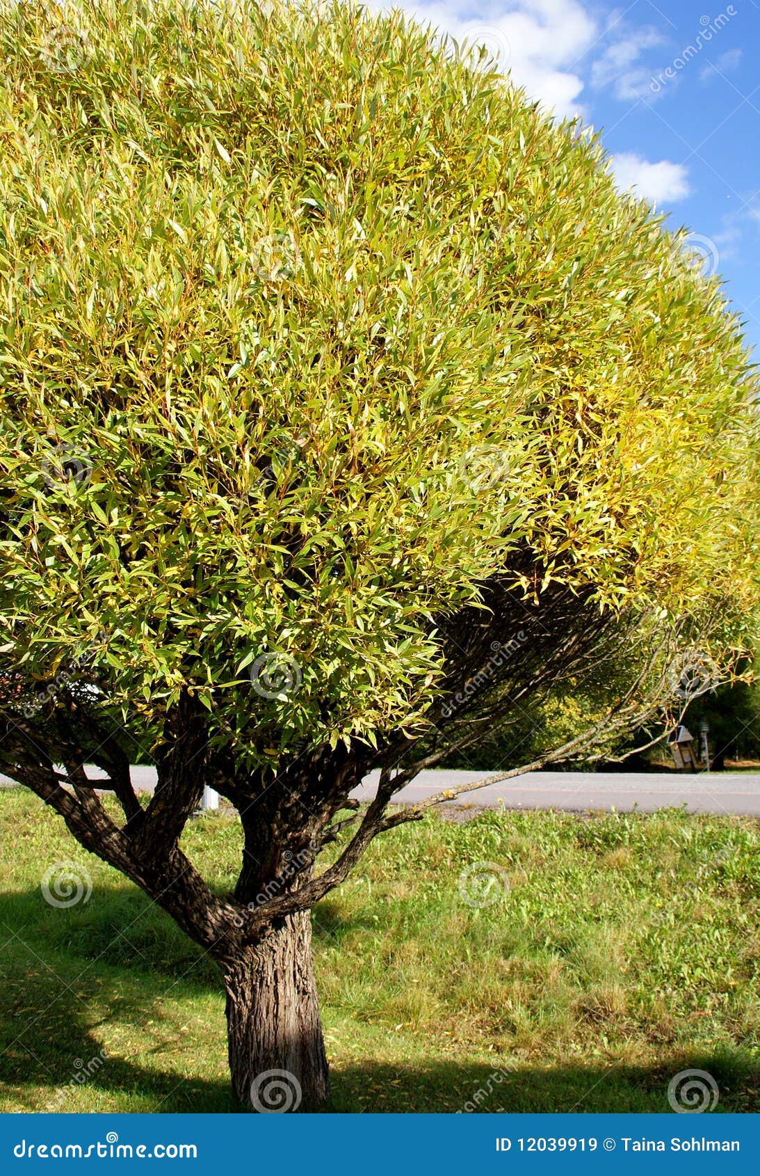 Small Willow Tree stock image. Image of wood, leaves - 12039919
