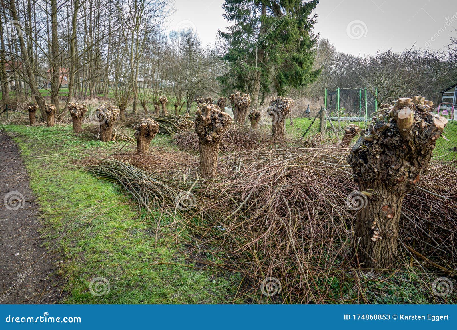 Some Small Willow Trees Were Cut Down in Spring and the Cutting is Next ...