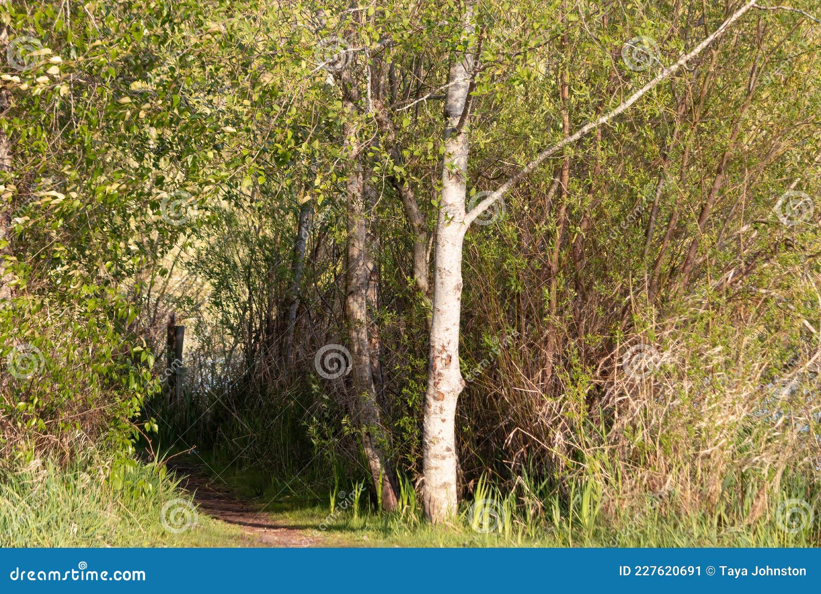 Small Winding Path into Forest on Summer Day Stock Image - Image of ...
