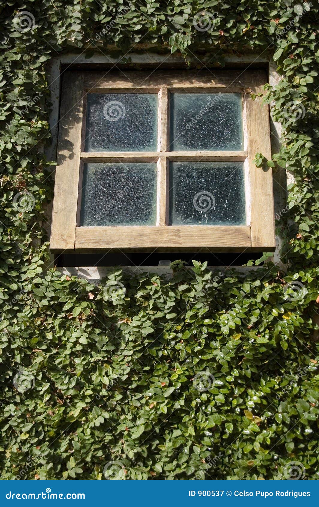 Small window stock image. Image of grow, vertical, vegetation - 900537