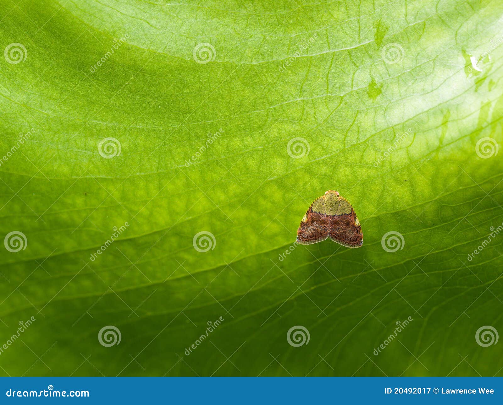 A Small Winged Insect Standing On The Water's Surface Using Surface ...