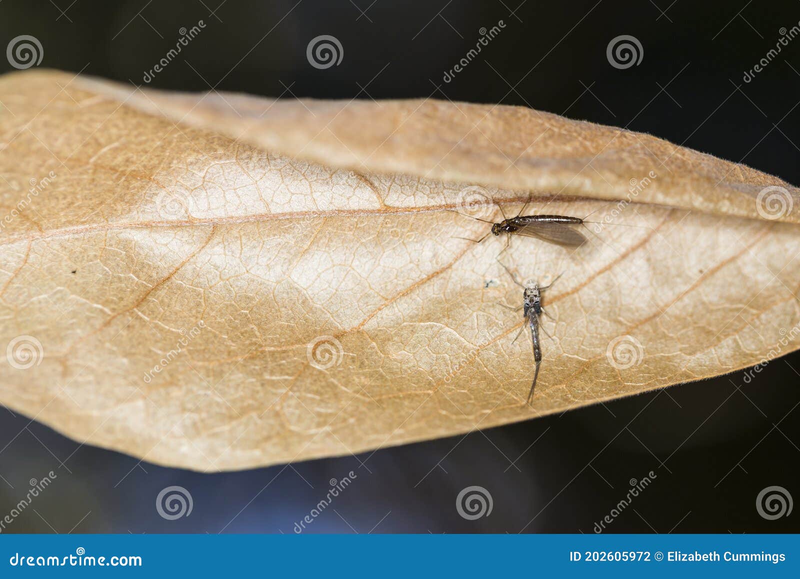 A Small Winged Insect Standing On The Water's Surface Using Surface ...