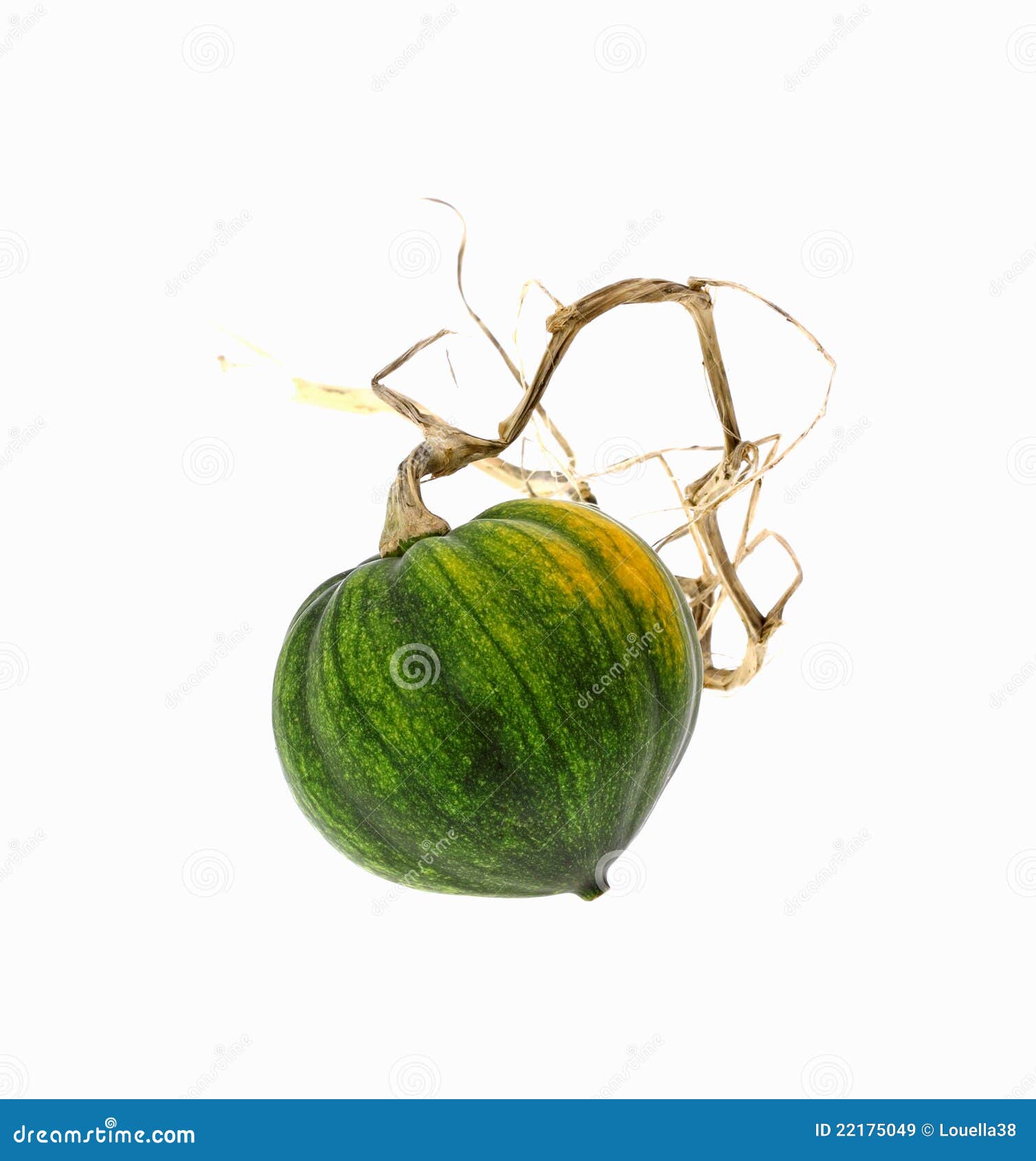 Small Winter Squash Trailing Dead Vine Stock Image - Image of orange ...