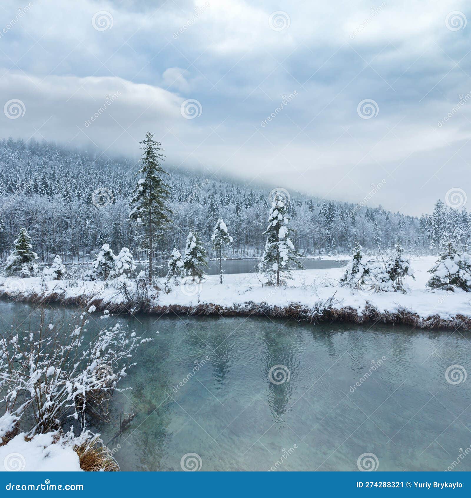 Small Winter Stream with Snowy Trees Stock Image - Image of beautiful ...