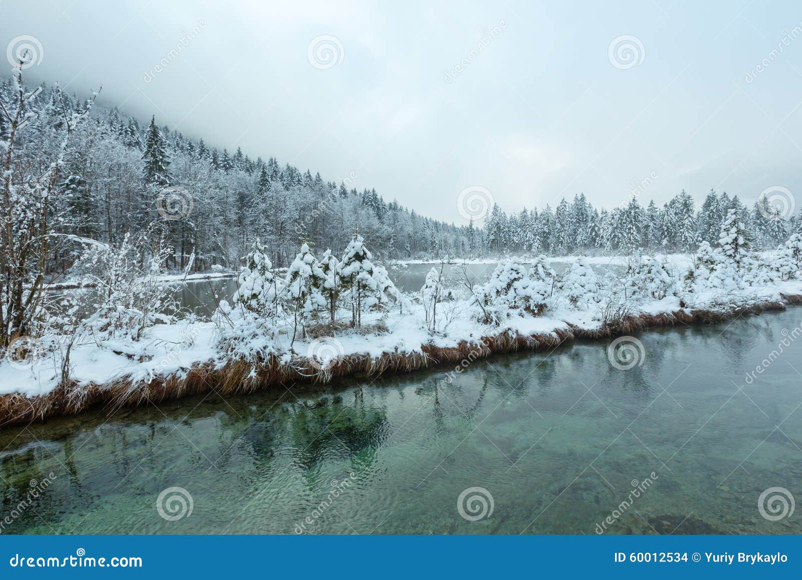 Small Winter Stream with Snowy Trees. Stock Photo - Image of cloudy ...