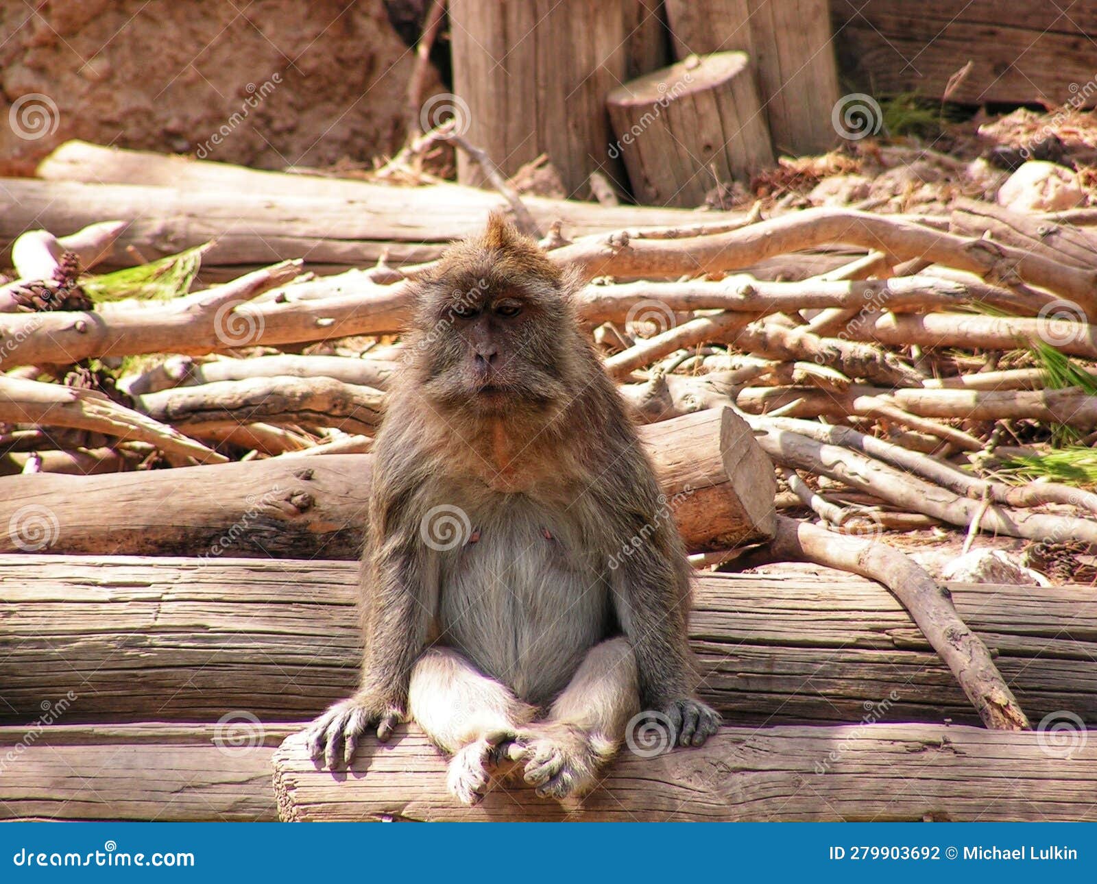 Small wise monkey stock photo. Image of monkey, wildlife - 279903692